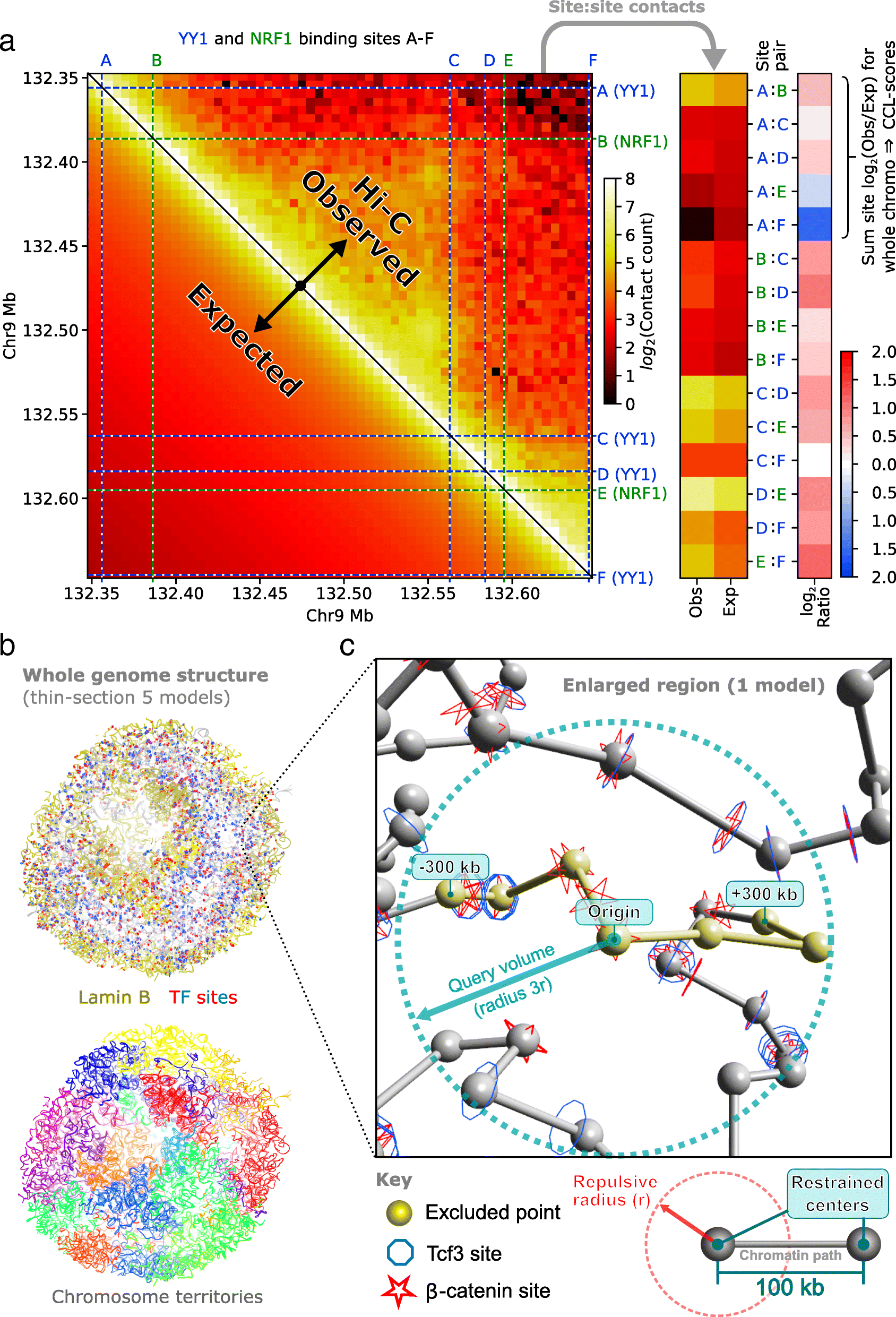 Canonical and single-cell Hi-C reveal distinct chromatin interaction sub-networks of mammalian ...