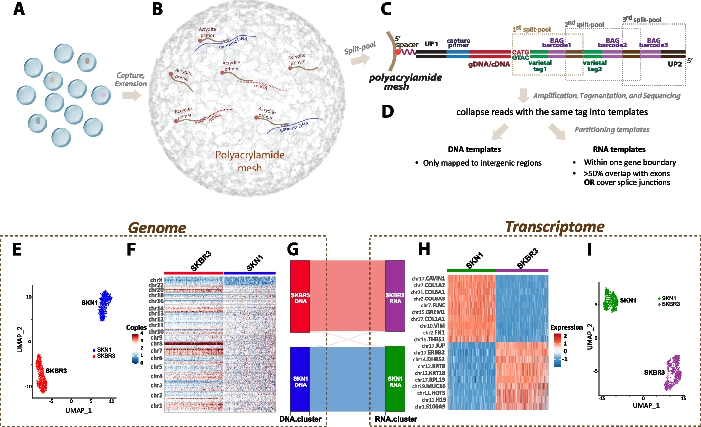 Hybrid BAG-seq – DNA and RNA from the same single nucleus | RNA-Seq Blog