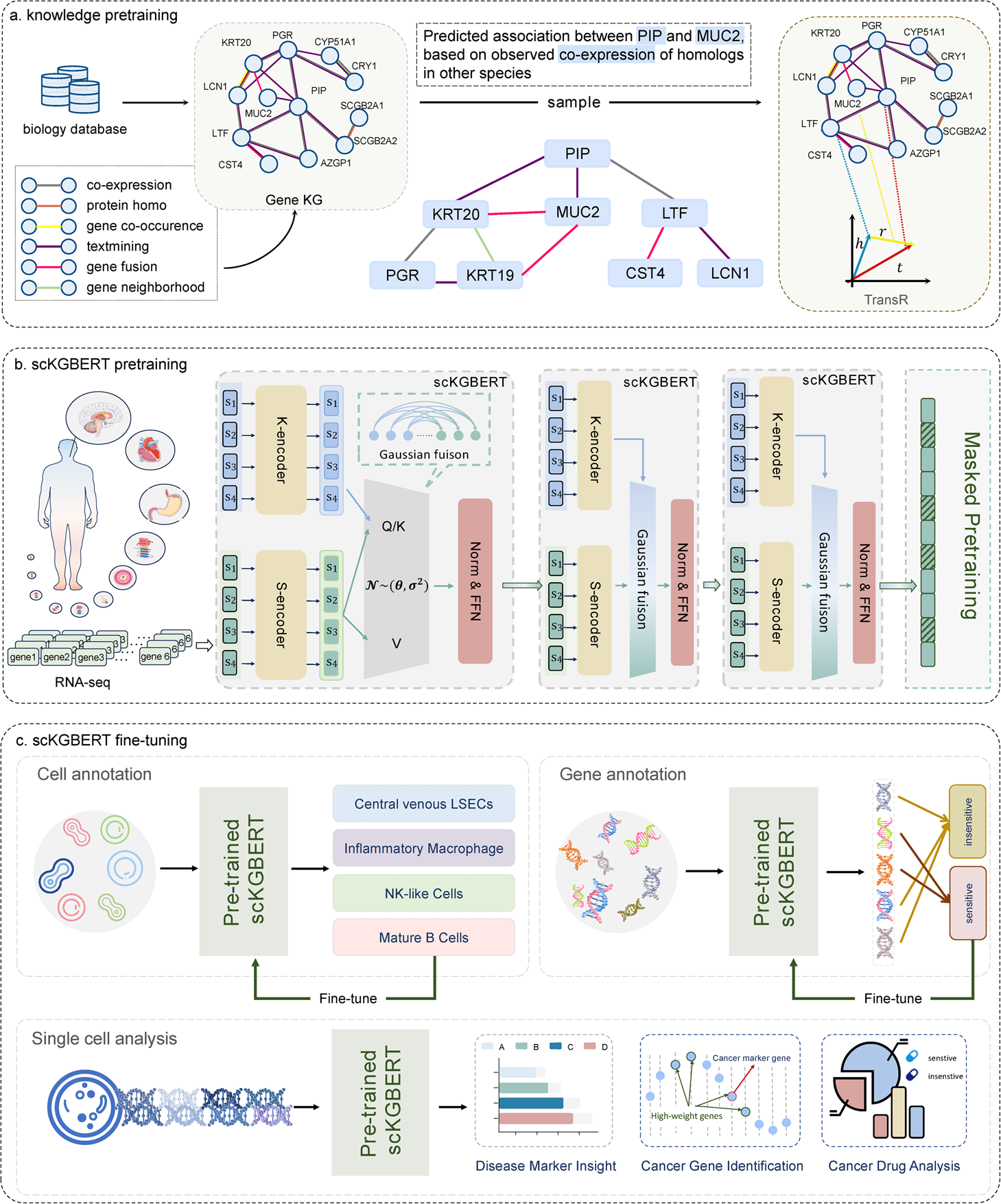 scKGBERT – a knowledge-enhanced foundation model for single-cell ...