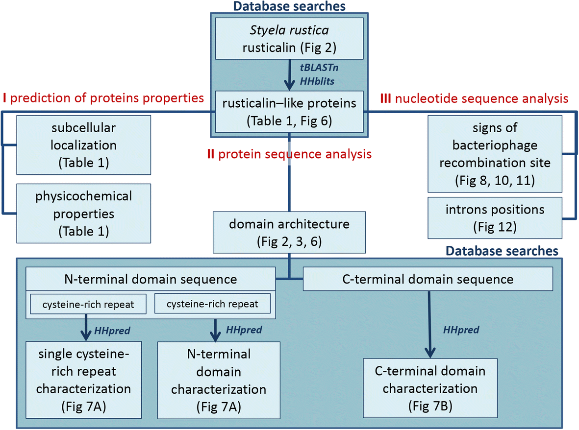 Features of a novel protein, rusticalin, from the ascidian Styela ...