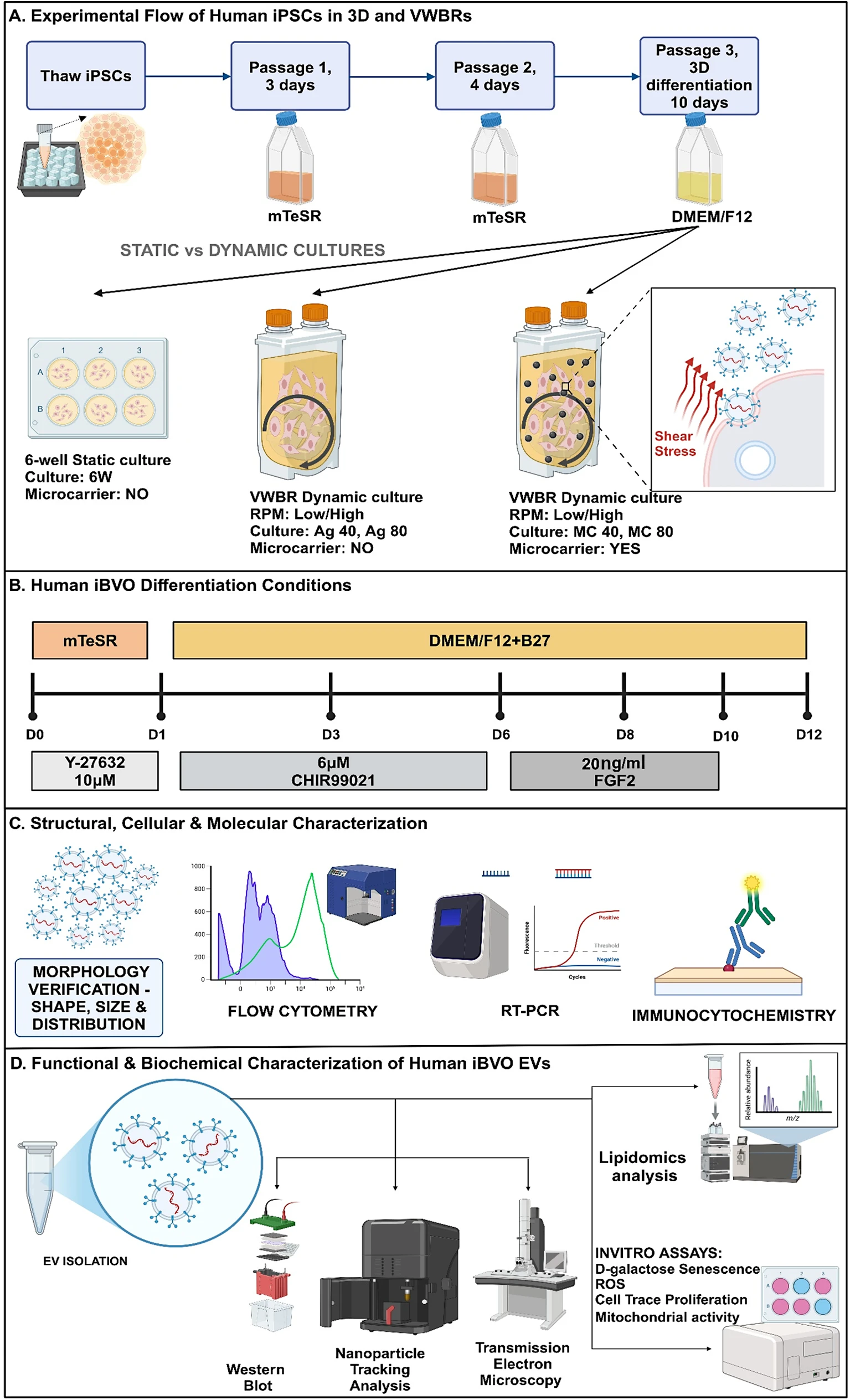 Scalable production of extracellular vesicles from human blood vessel ...