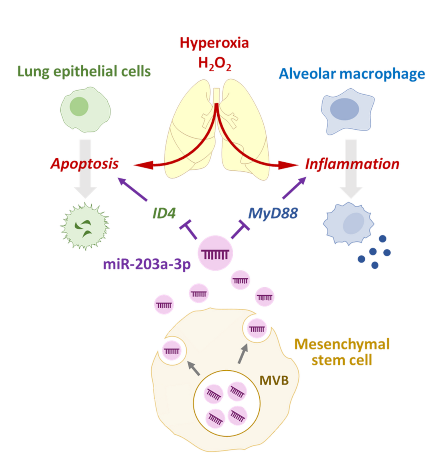 MiR-203a-3p loaded vesicles from stem cells protect against BPD damage ...