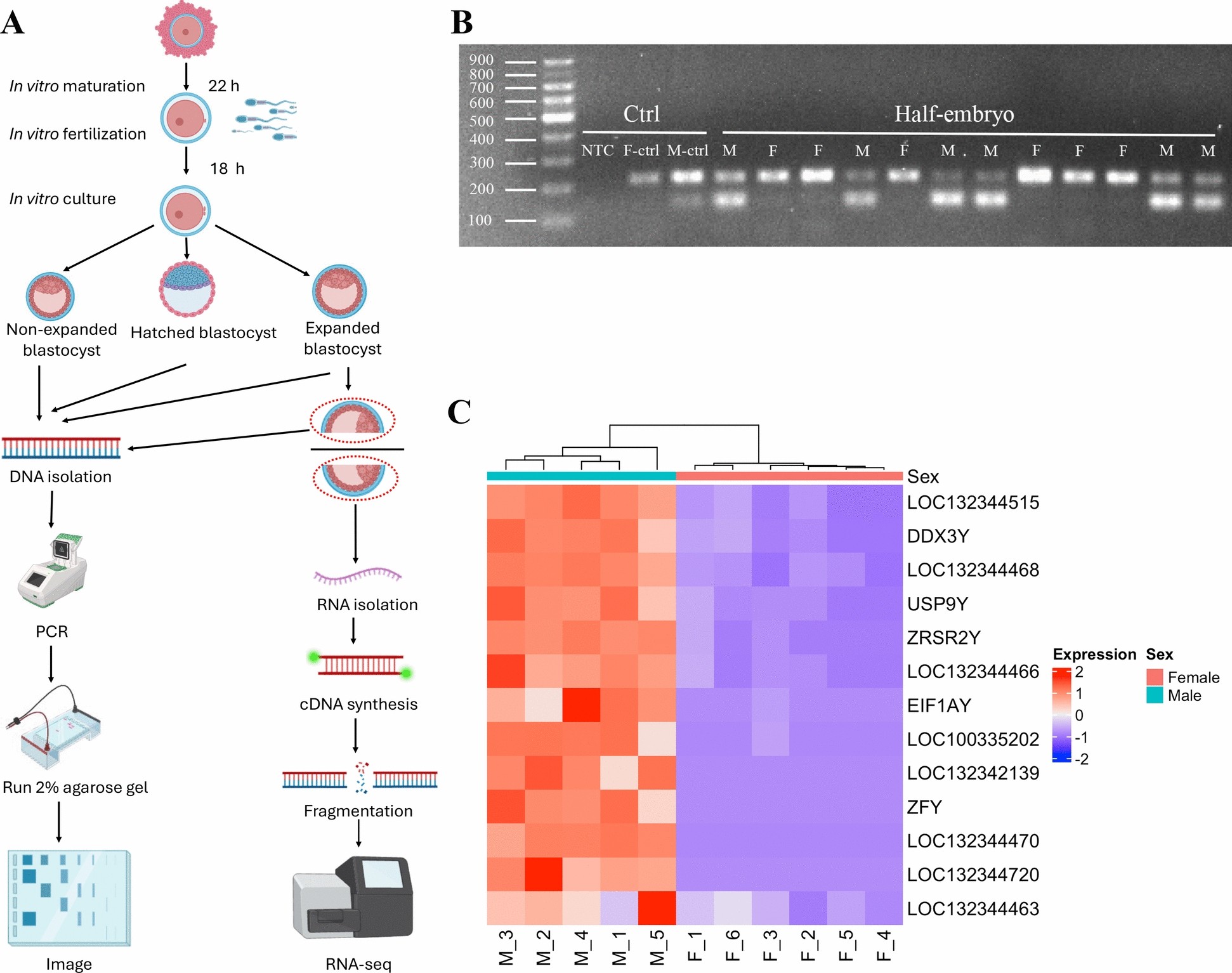 Why male embryos grow faster: RNA-seq reveals genetic clues | RNA-Seq Blog