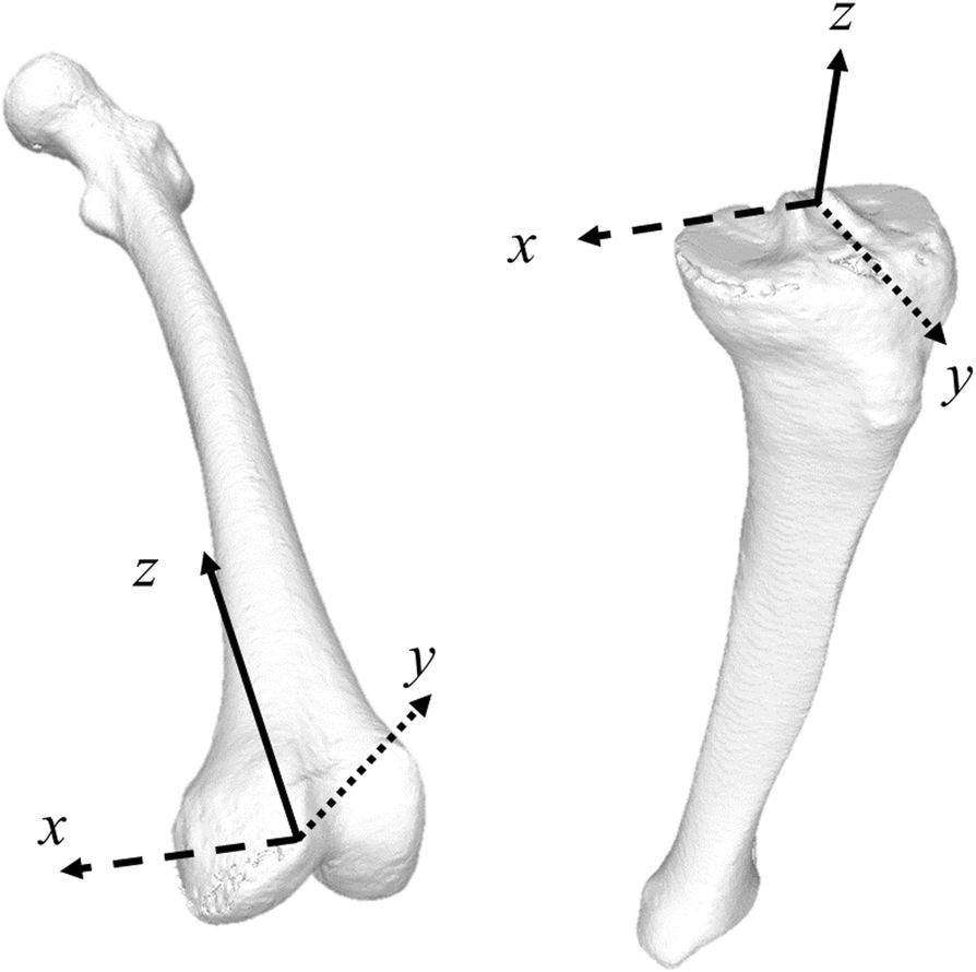 Contribution Of Sex And Body Constitution To Three Dimensional Lower