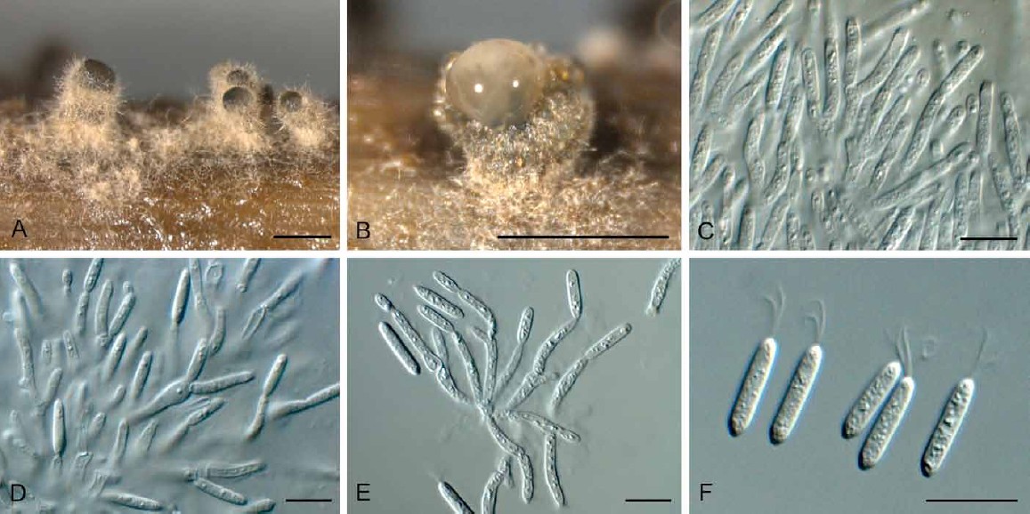 Phacidium and Ceuthospora (Phacidiaceae) are congeneric: taxonomic and ...