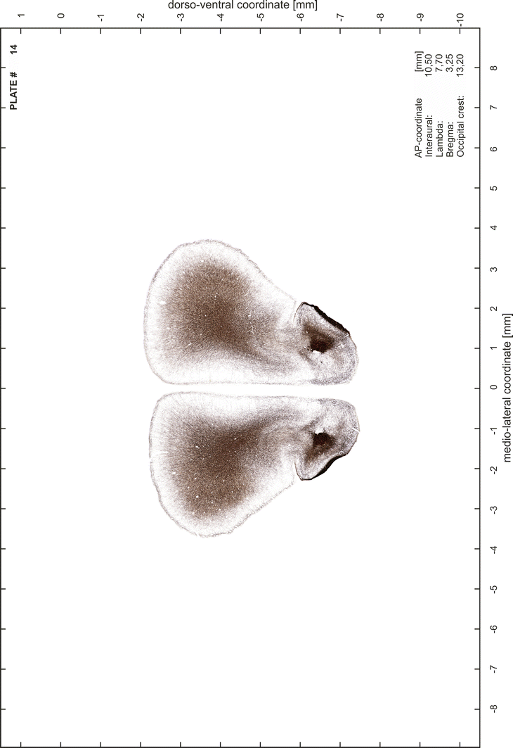 Brain atlas of the Mongolian gerbil ( Meriones unguiculatus ) in CT/MRI ...