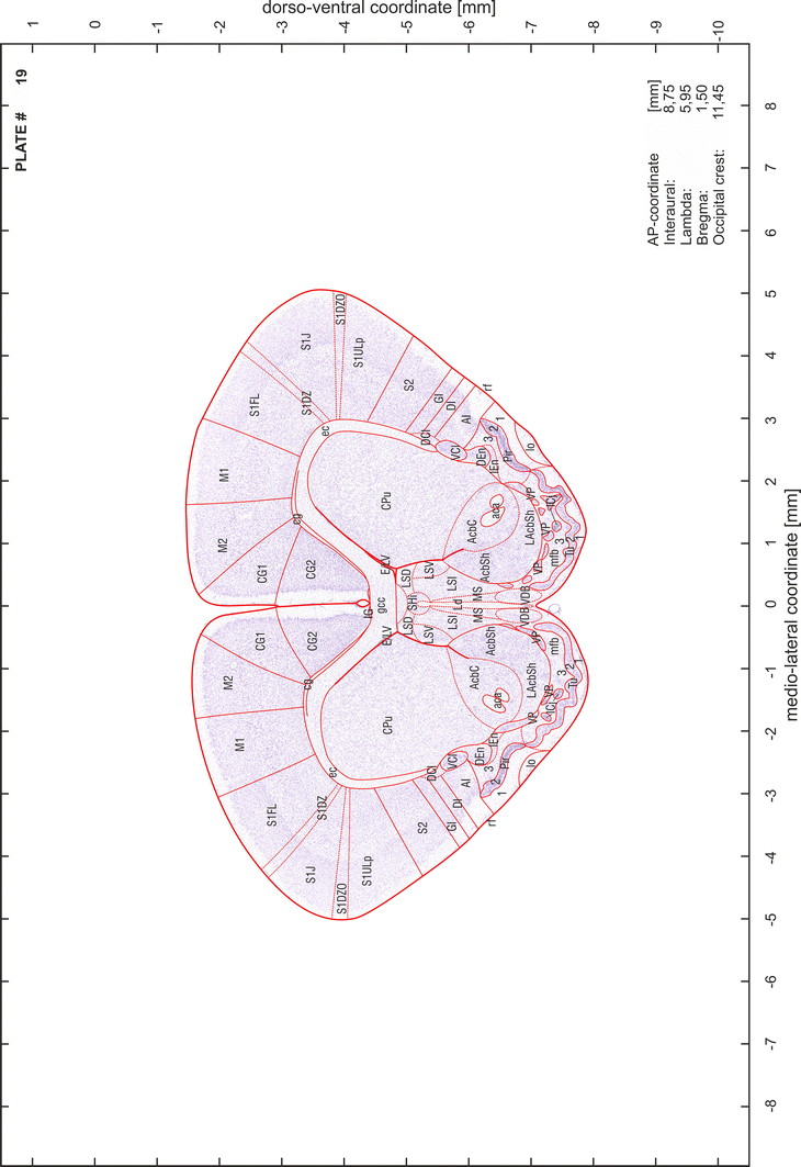 Brain atlas of the Mongolian gerbil ( Meriones unguiculatus ) in CT/MRI ...