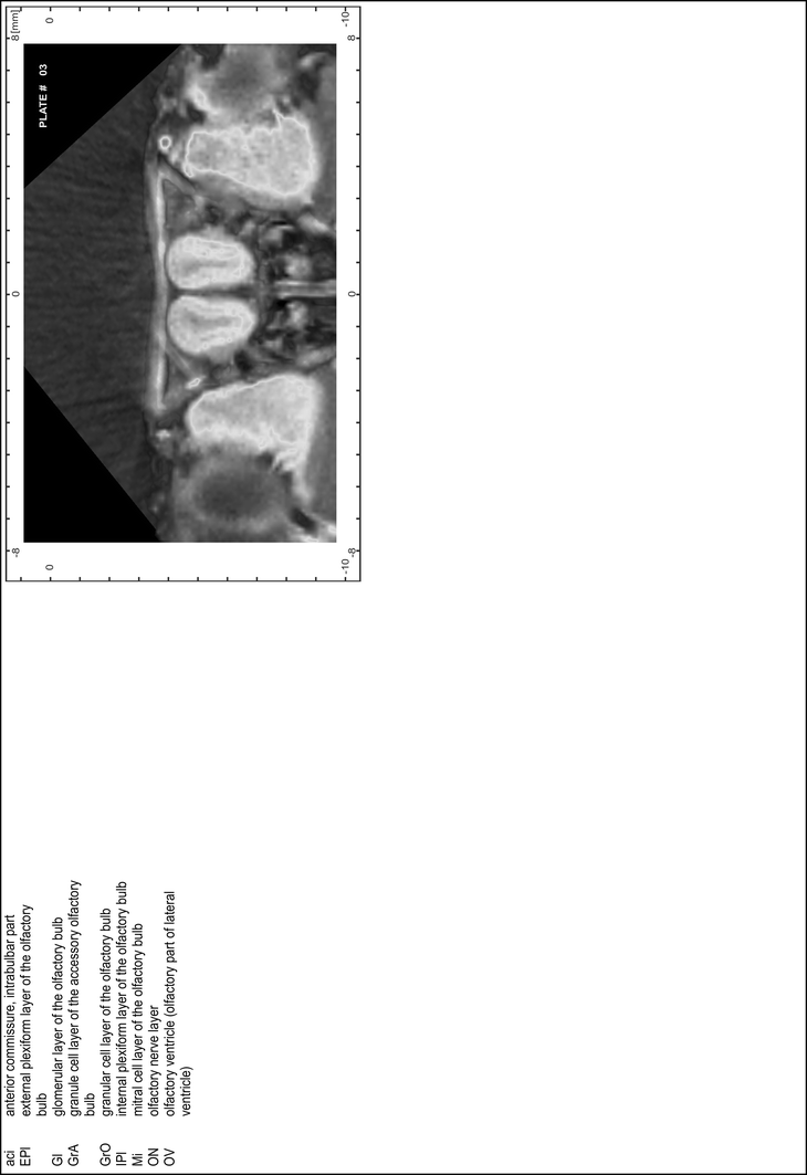 Brain atlas of the Mongolian gerbil ( Meriones unguiculatus ) in CT/MRI ...