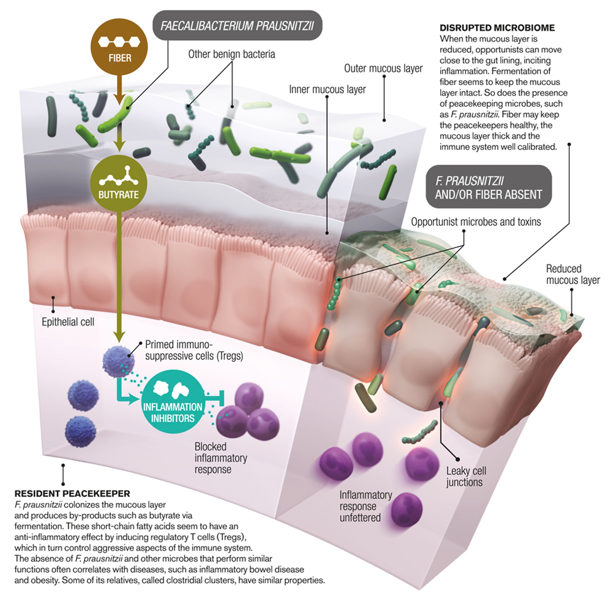 Your Microbes at Work: Fiber Fermenters Keep Us Healthy | Nature