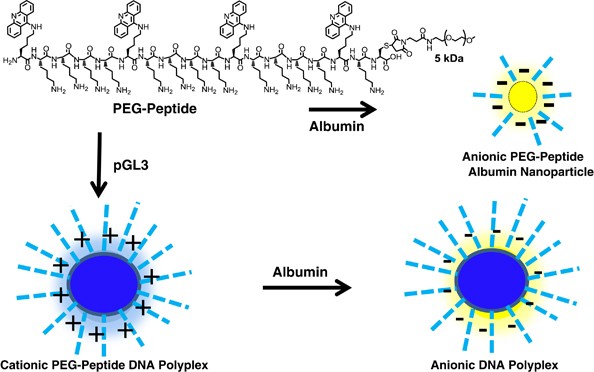 The uptake mechanism of PEGylated DNA polyplexes by the liver ...