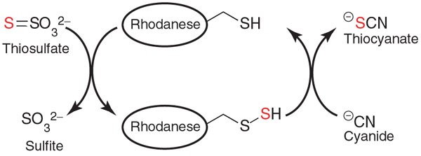 Trafficking in persulfides: delivering sulfur in biosynthetic pathways ...