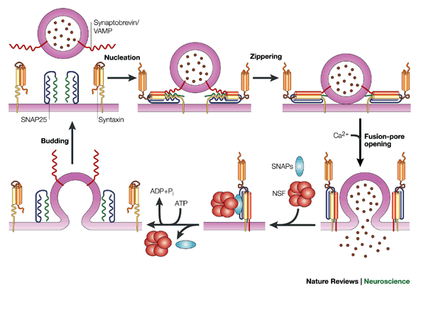 Docking Protein Synapse - About Dock Photos Mtgimage.Org