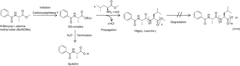 Synthesis of peptides with narrow molecular weight distributions via ...