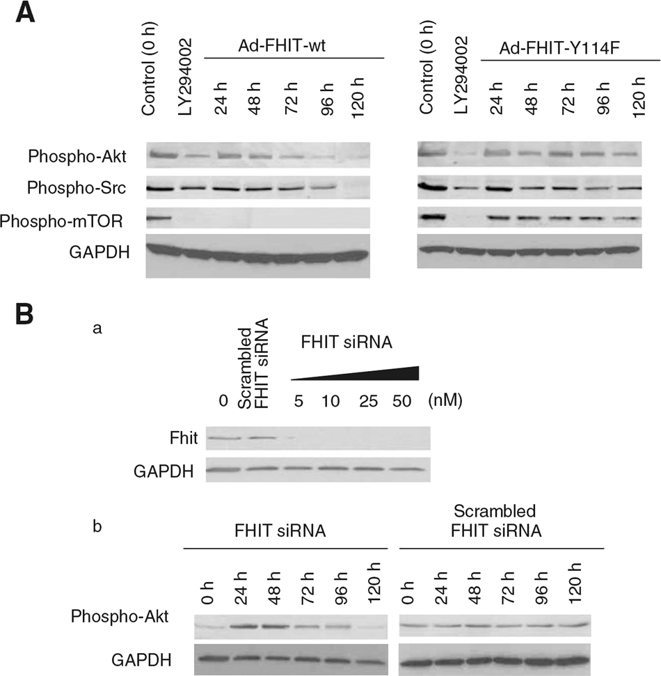 Correction: Fhit modulation of the Akt-survivin pathway in lung cancer ...