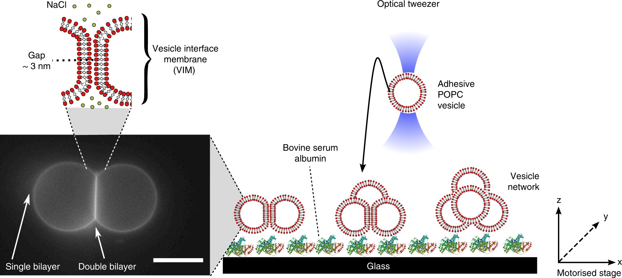 Definition Of Vesicular In Earth Science - The Earth Images Revimage.Org