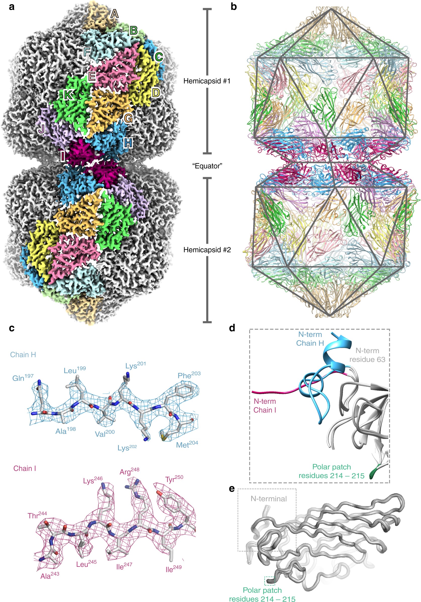 Plant Virus Structure