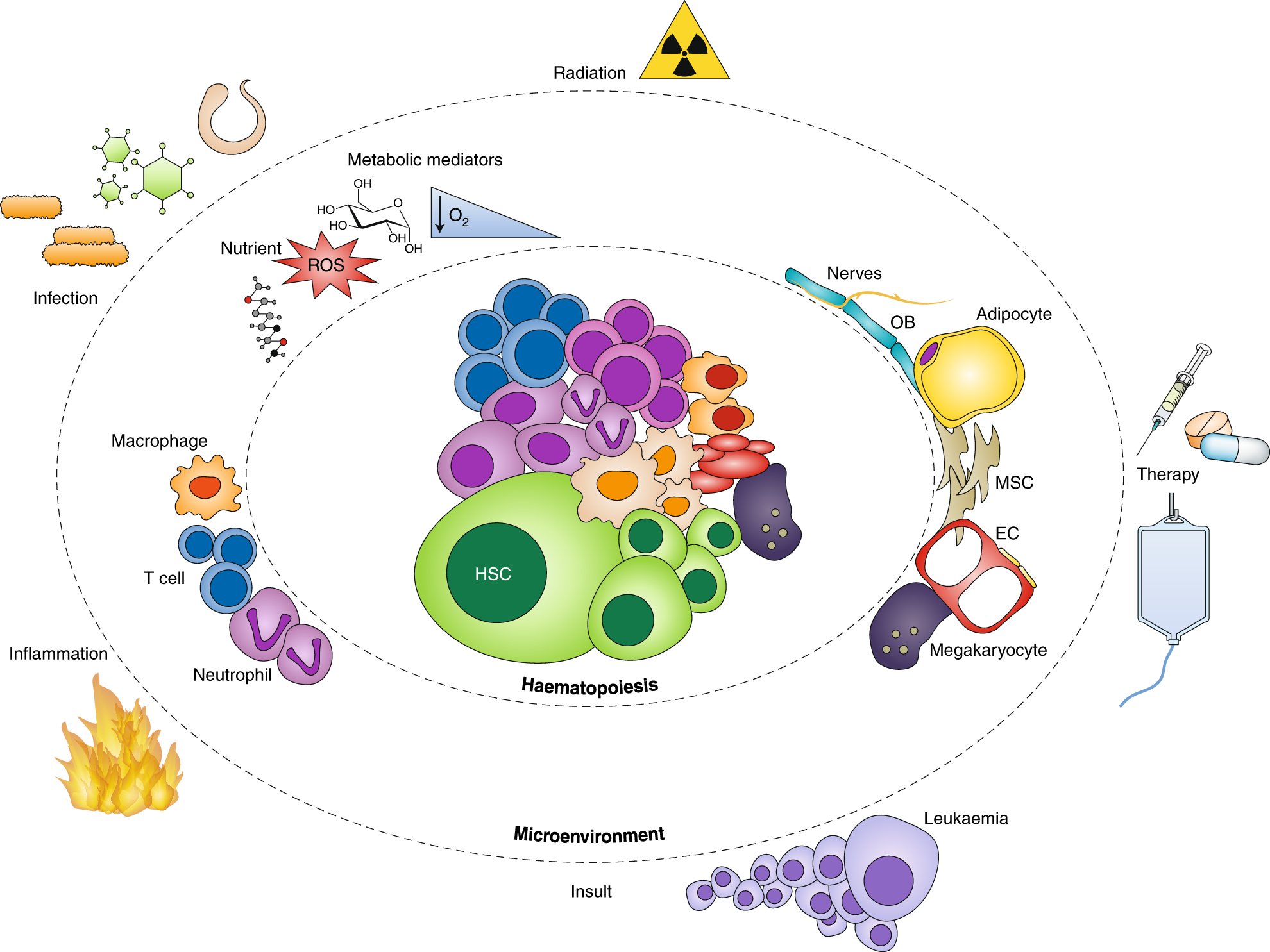 Hematopoietic Stem Cells