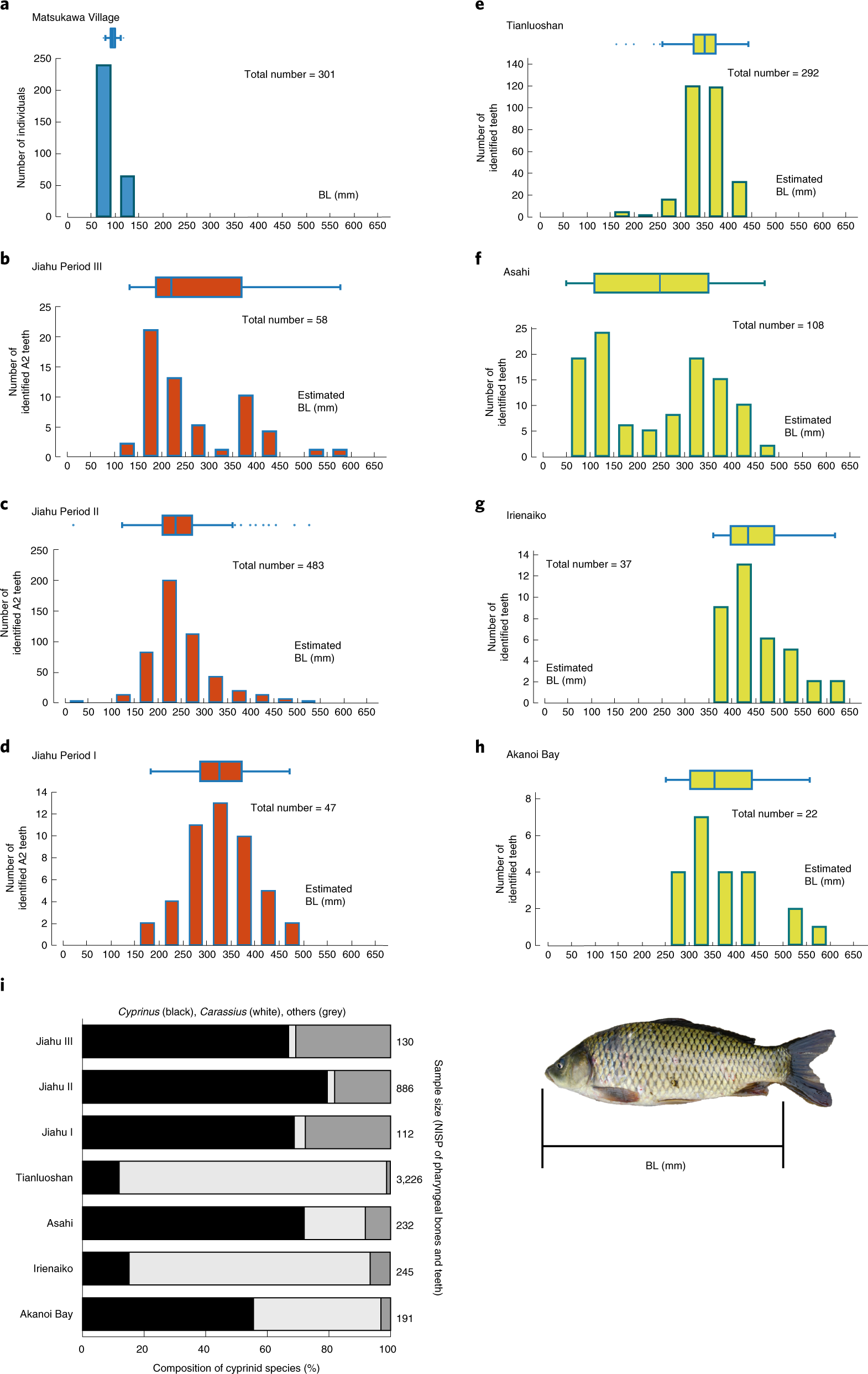 Common Carp Life Cycle Studying The Life Cycles Of Thelohanellus Spp.