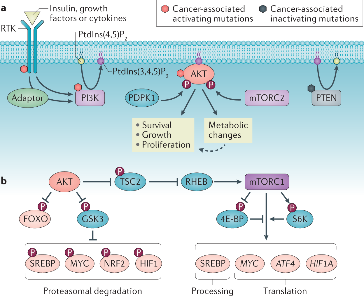 Cancer Da Via Akt Full Article: Targeting The PI3K–Akt Pathway In