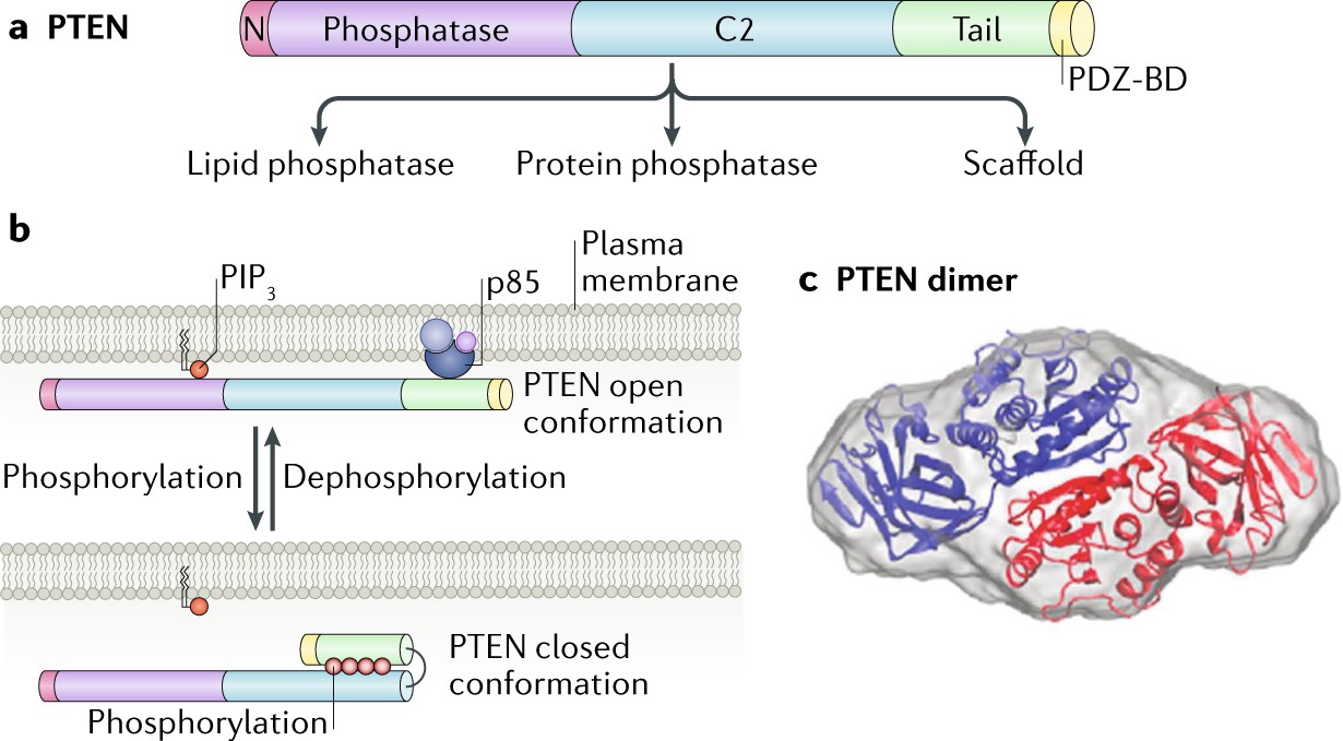 Images of PTEN - JapaneseClass.jp