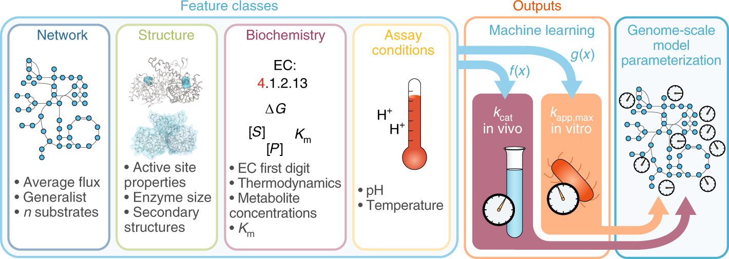 Predicting enzyme turnover rates | Nature Catalysis