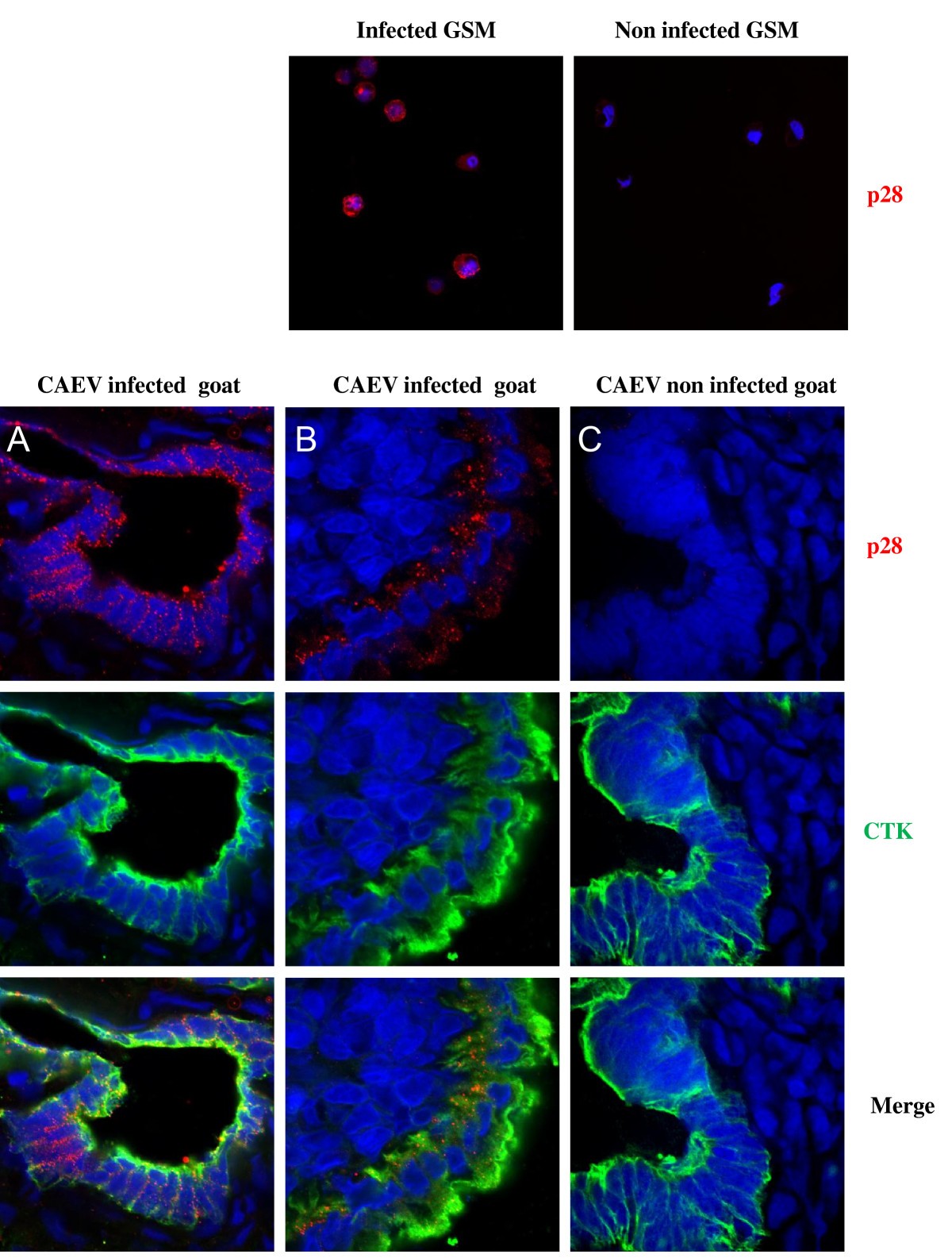 Goat uterine epithelial cells are susceptible to infection with Caprine ...