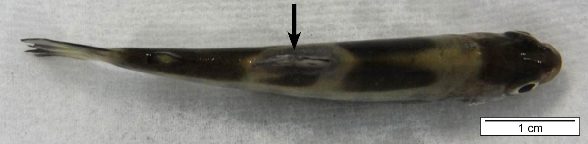 Columnaris disease in fish: a review with emphasis on bacterium-host ...