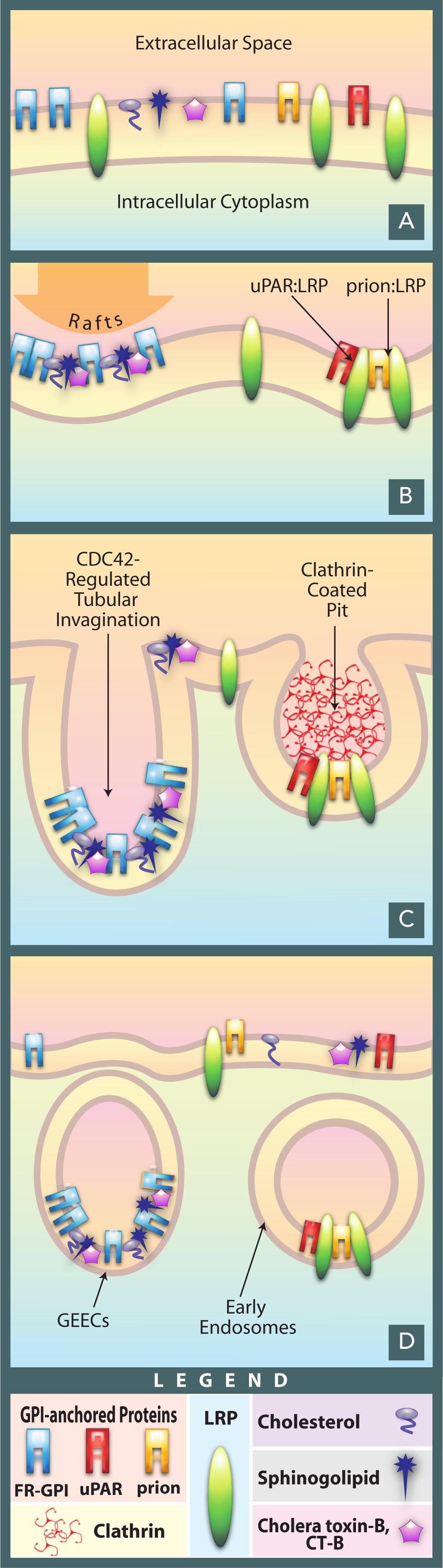 Endocytosis of glycosylphosphatidylinositol-anchored proteins | Journal ...