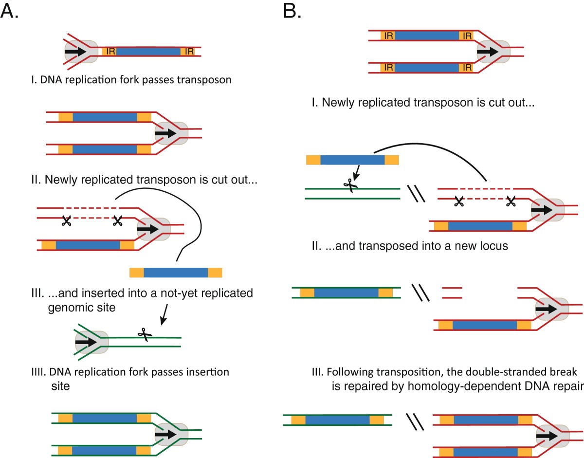 DNA transposon-based gene vehicles - scenes from an evolutionary drive | Journal of Biomedical ...
