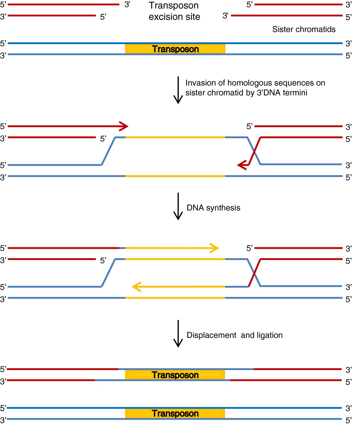 DNA transposon-based gene vehicles - scenes from an evolutionary drive ...