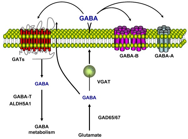 Smoking-mediated up-regulation of GAD67 expression in the human airway ...