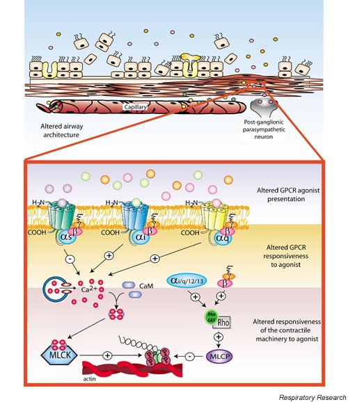 Signaling and regulation of G protein-coupled receptors in airway ...