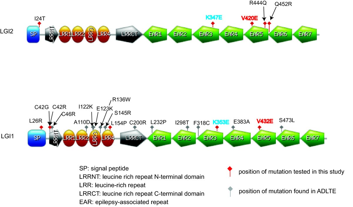 Similarity of molecular phenotype between known epilepsy gene LGI1 and disease candidate gene ...