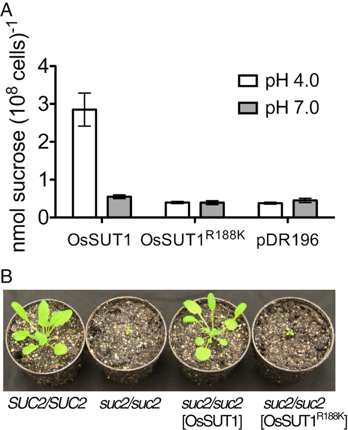 Arg188 in rice sucrose transporter OsSUT1 is crucial for substrate ...