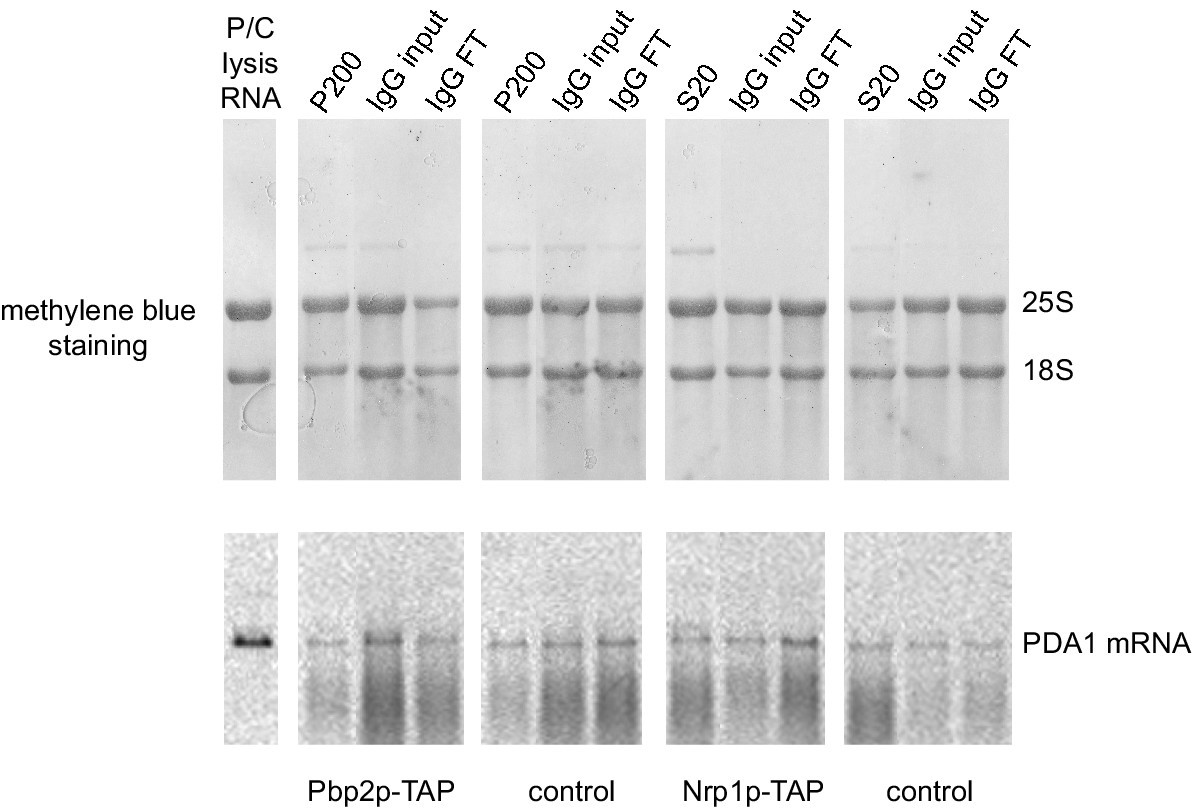RNA integrity as a quality indicator during the first steps of RNP ...