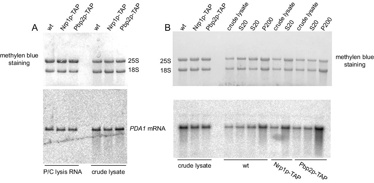 RNA integrity as a quality indicator during the first steps of RNP ...