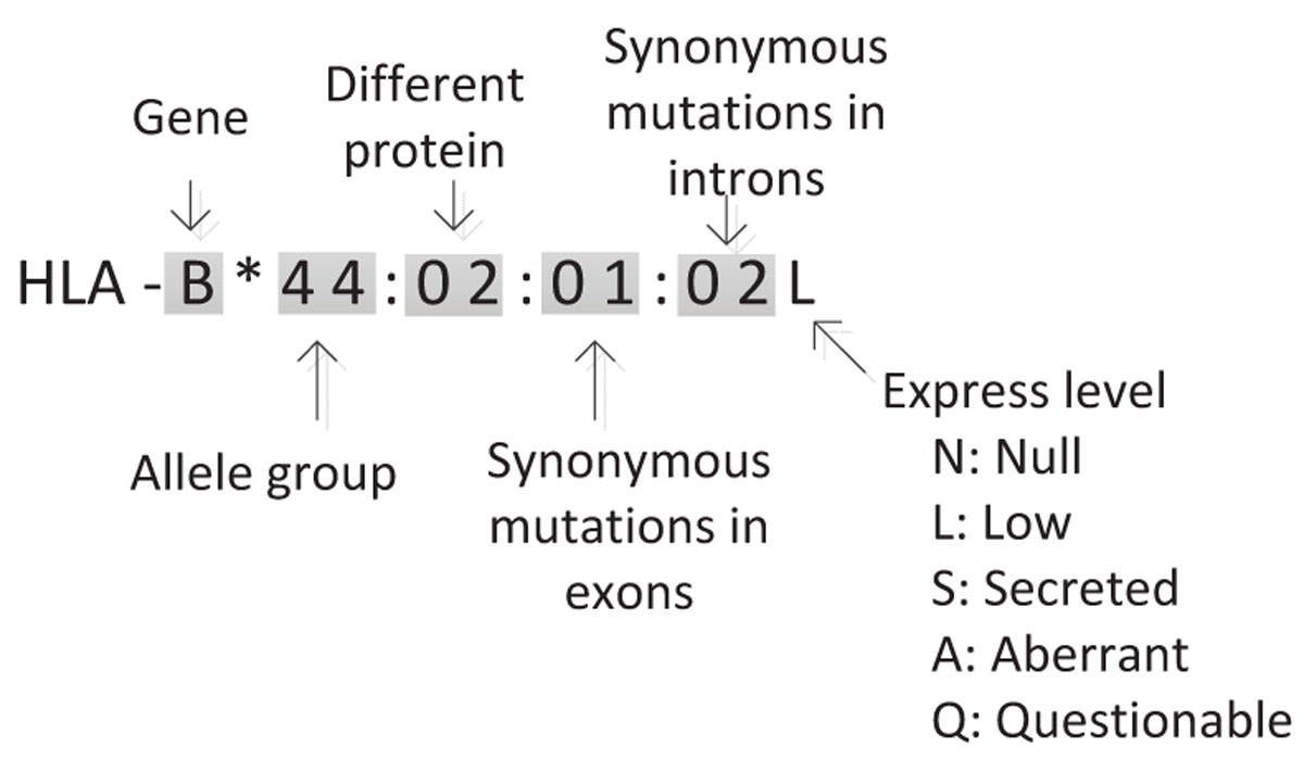 Accurate HLA type inference using a weighted similarity graph | BMC ...