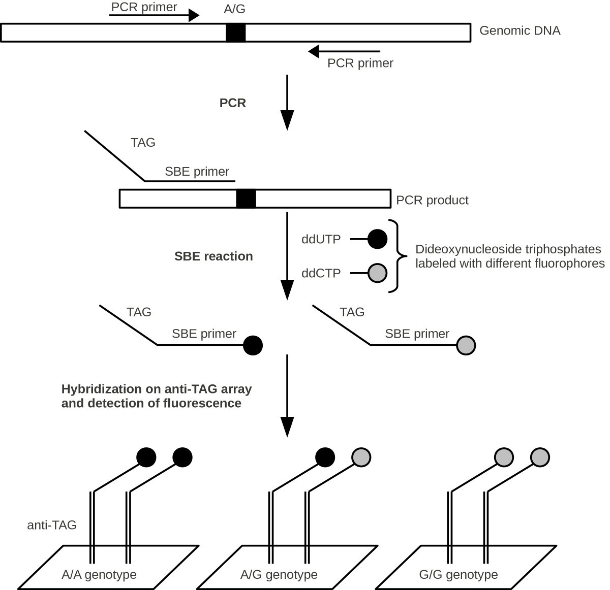EGNAS: an exhaustive DNA sequence design algorithm | BMC Bioinformatics | Full Text