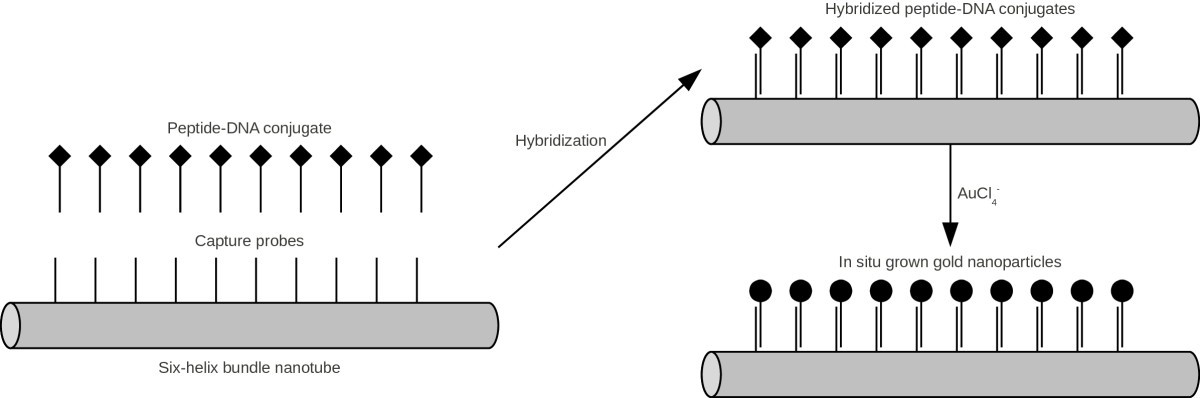 EGNAS: an exhaustive DNA sequence design algorithm | BMC Bioinformatics | Full Text