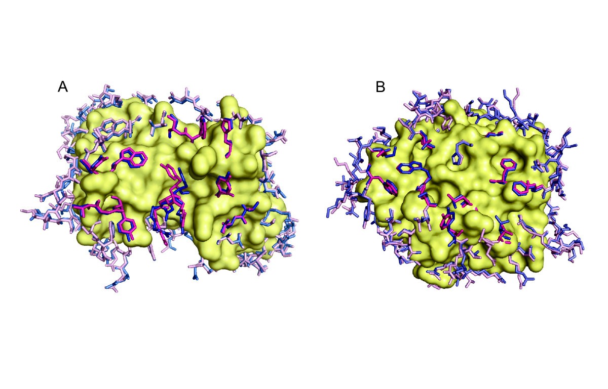 Correlation analysis of the side-chains conformational distribution in ...