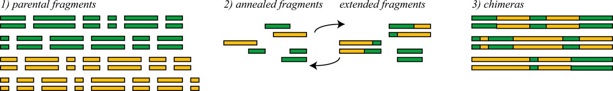 Algorithms for optimizing cross-overs in DNA shuffling | BMC Bioinformatics | Full Text
