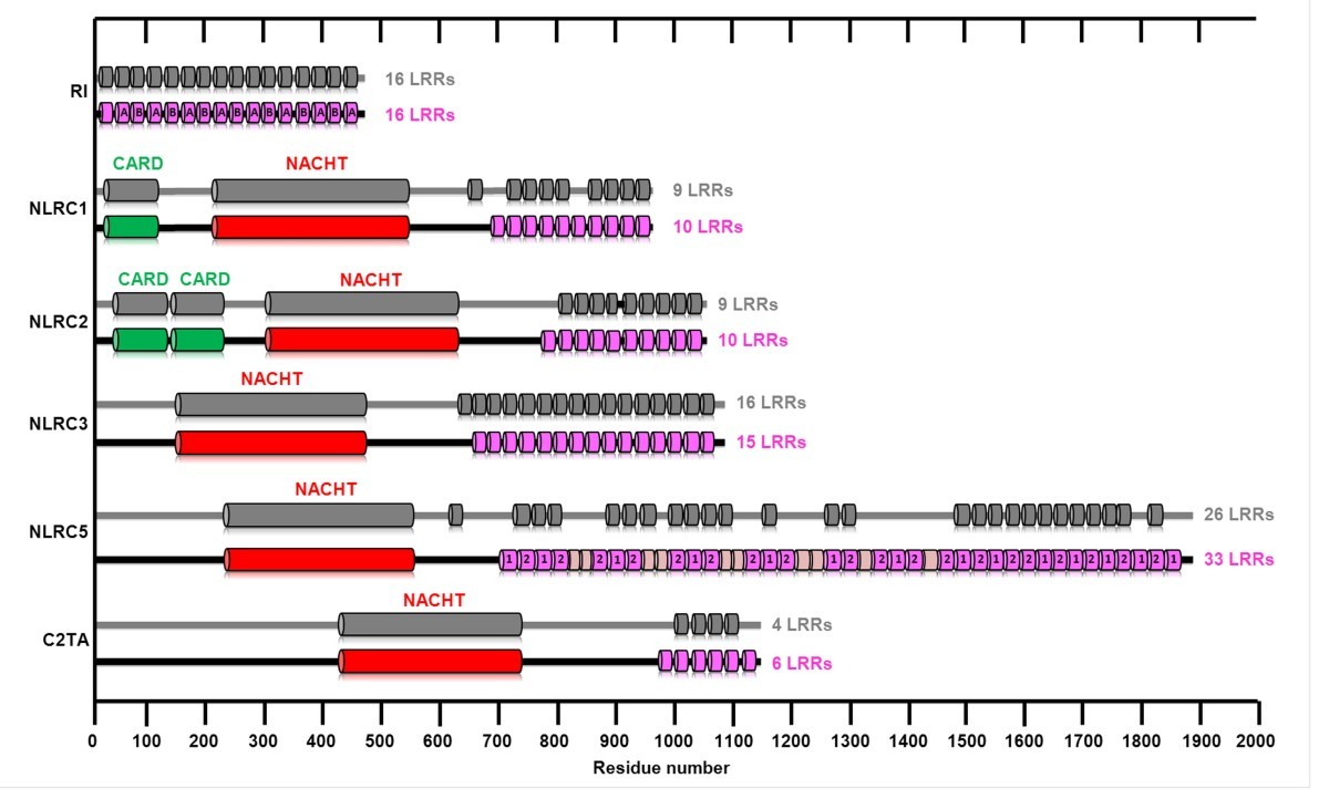 A molecular model of the full-length human NOD-like receptor family ...