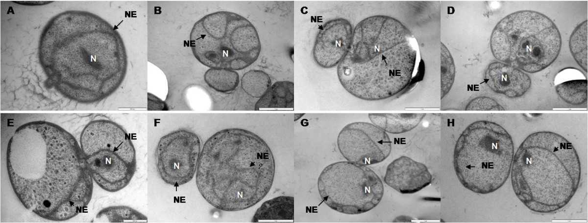 The cell cycle of the planctomycete Gemmata obscuriglobus with respect ...
