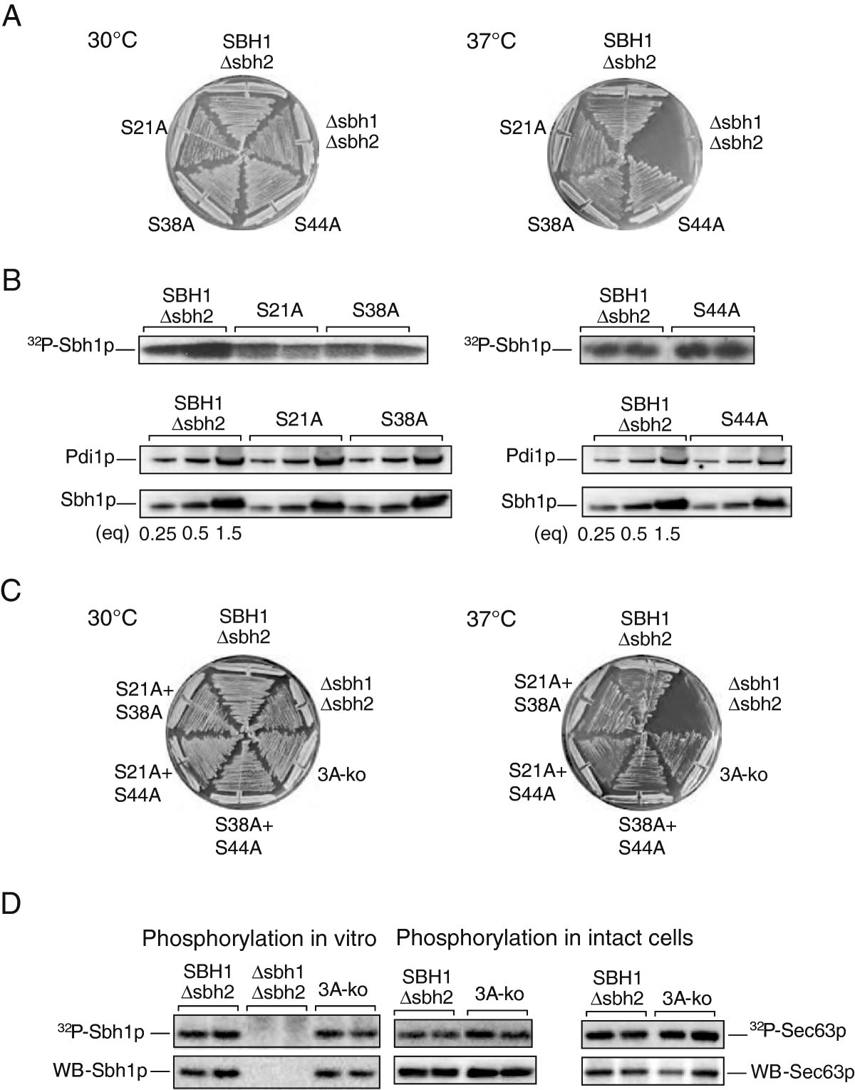N-acetylation and phosphorylation of Sec complex subunits in the ER ...