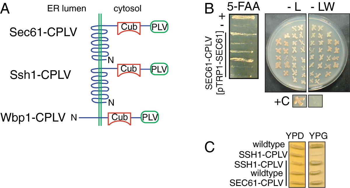 Analysis of Sec61p and Ssh1p interactions in the ER membrane using the ...