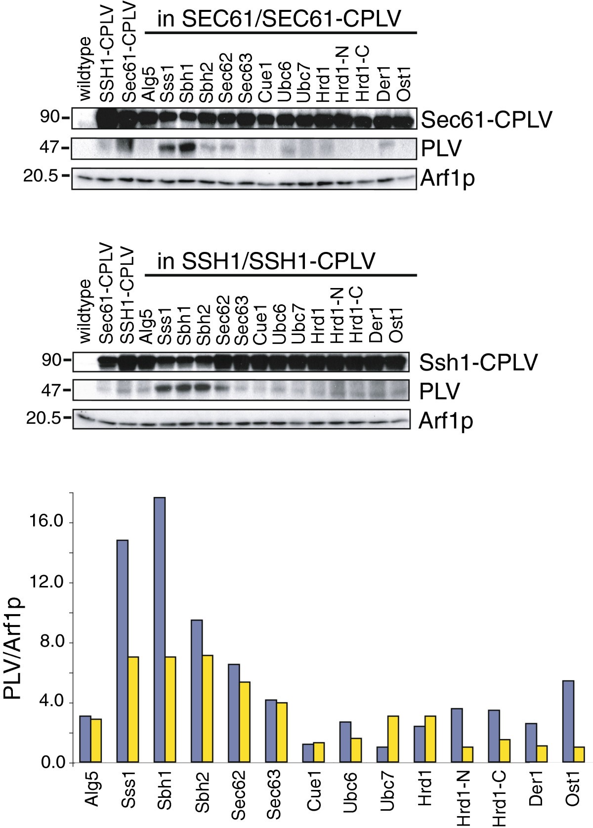 Analysis of Sec61p and Ssh1p interactions in the ER membrane using the ...