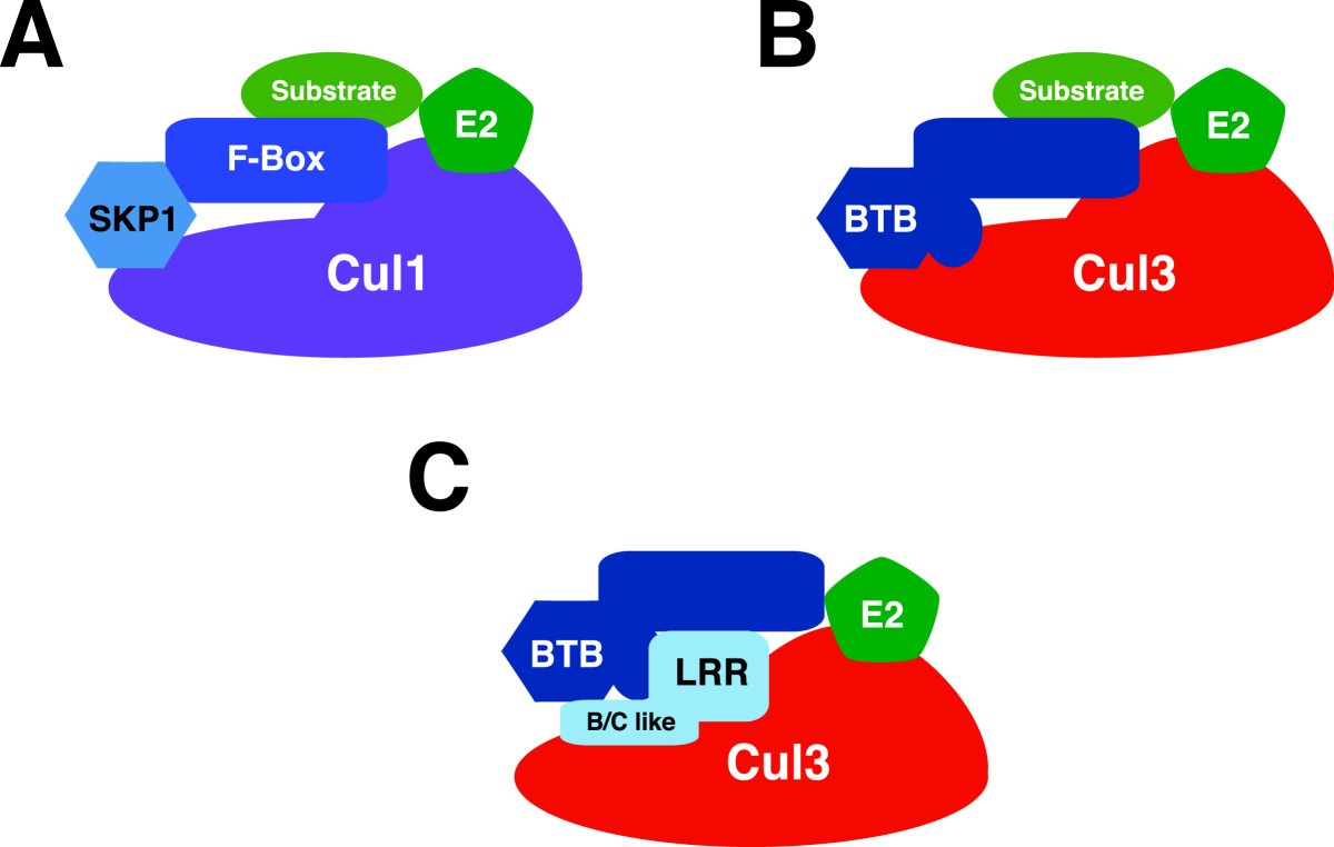 Novel Cul3 binding proteins function to remodel E3 ligase complexes ...