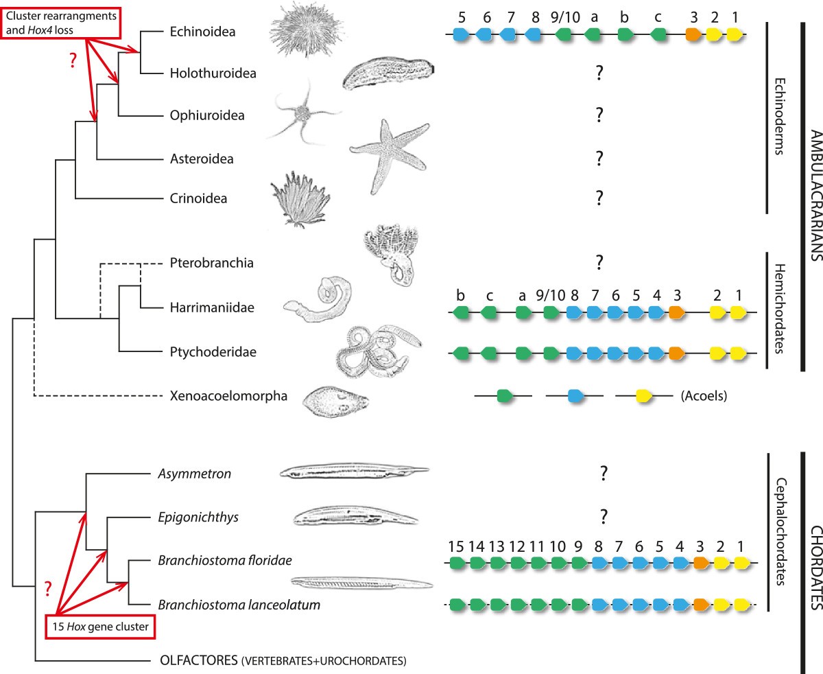 Evolution of Hoxgene clusters in deuterostomes | BMC Developmental ...