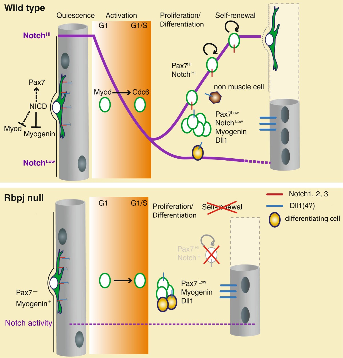 Distinct contextual roles for Notch signalling in skeletal muscle stem ...