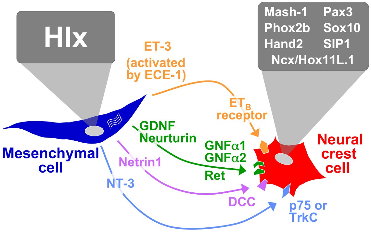 The Hlx homeobox transcription factor is required early in enteric ...